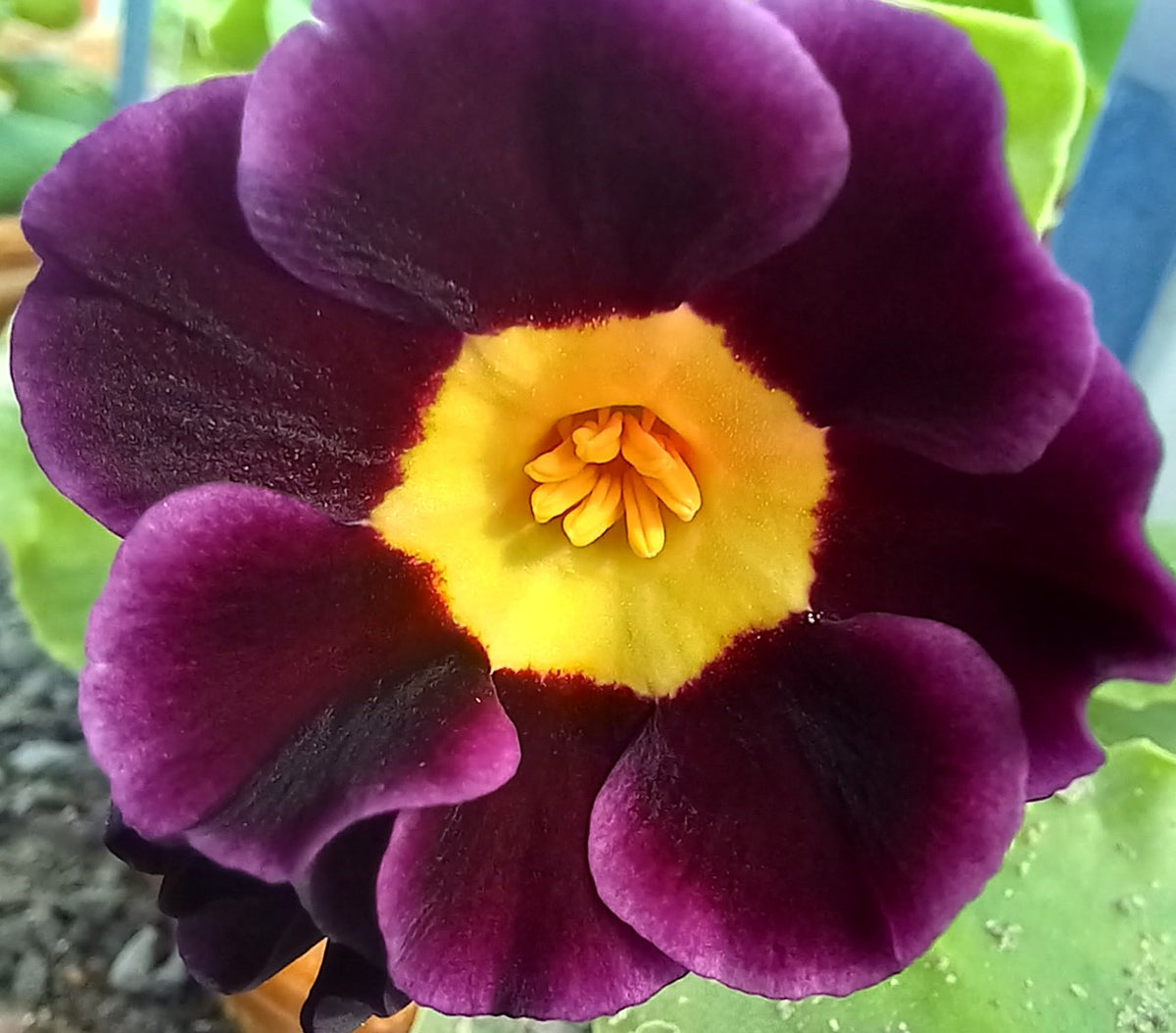 Primula auricula 'Argus' (Alpine) – Tinnisburn Plants