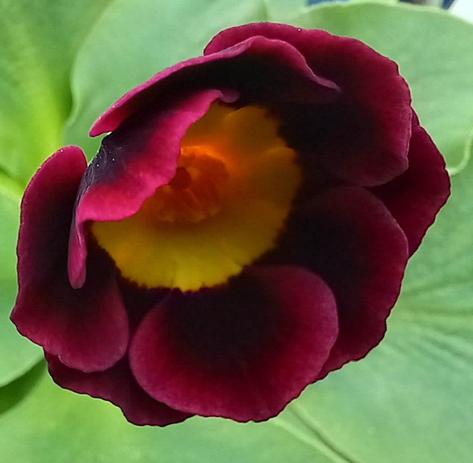 Primula auricula 'Basuto' (Alpine) – Tinnisburn Plants