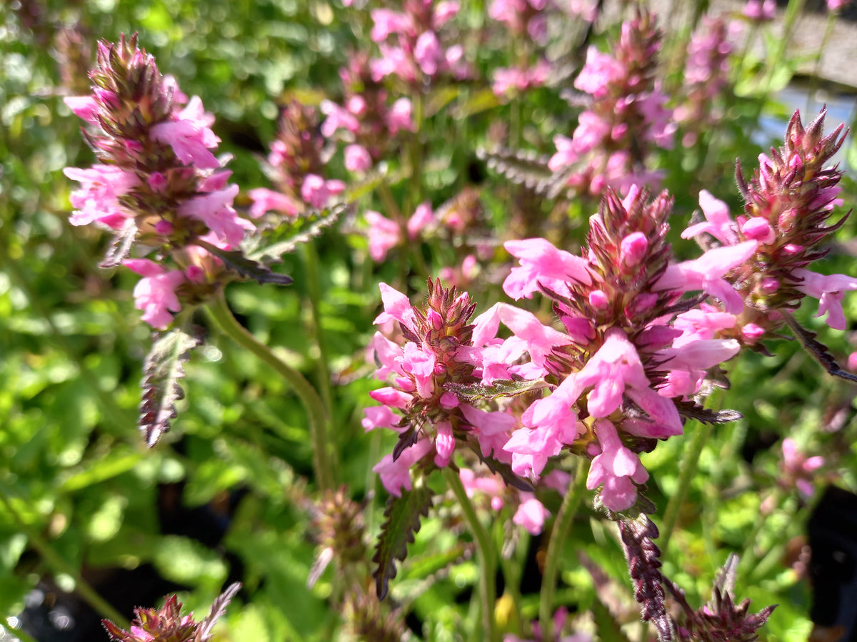 Betonica monieri (Stachys monieri, Alpine Betony) – Tinnisburn Plants