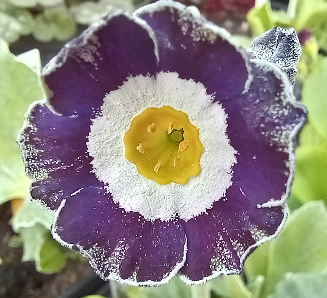 Primula auricula 'Blue Chip' (Show) – Tinnisburn Plants