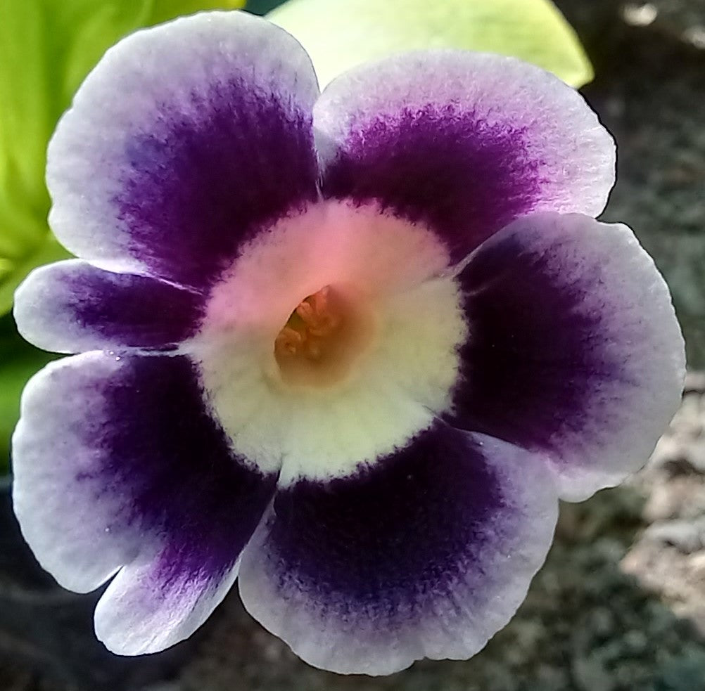 Primula auricula 'Blue Yodeller' (Alpine) – Tinnisburn Plants