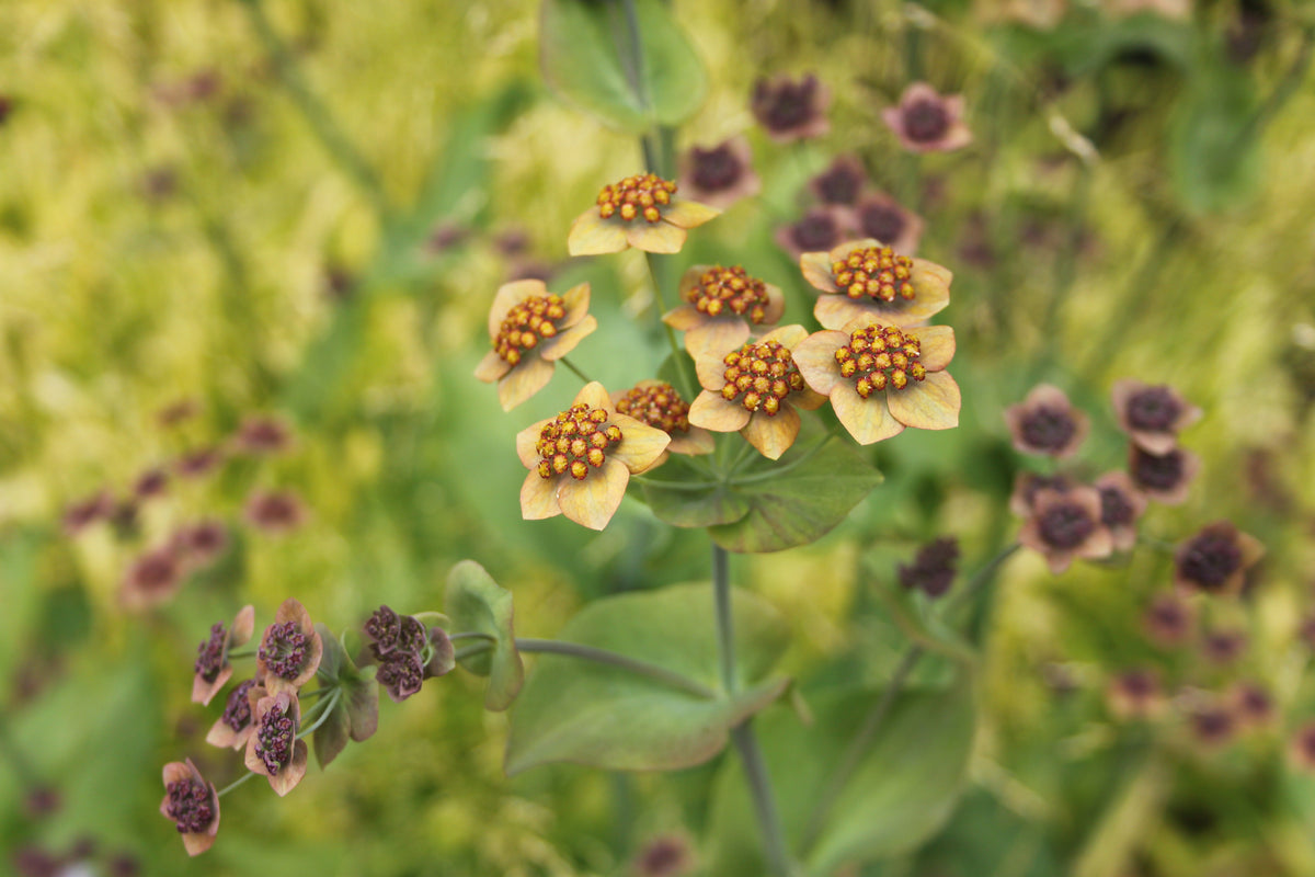 Bupleurum longifolium 'Bronze Beauty' (Long leaved Hares ear ...