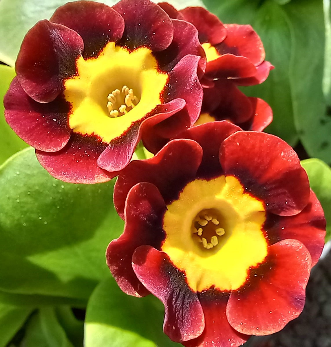 Primula auricula 'Gee Cross' (Alpine) – Tinnisburn Plants
