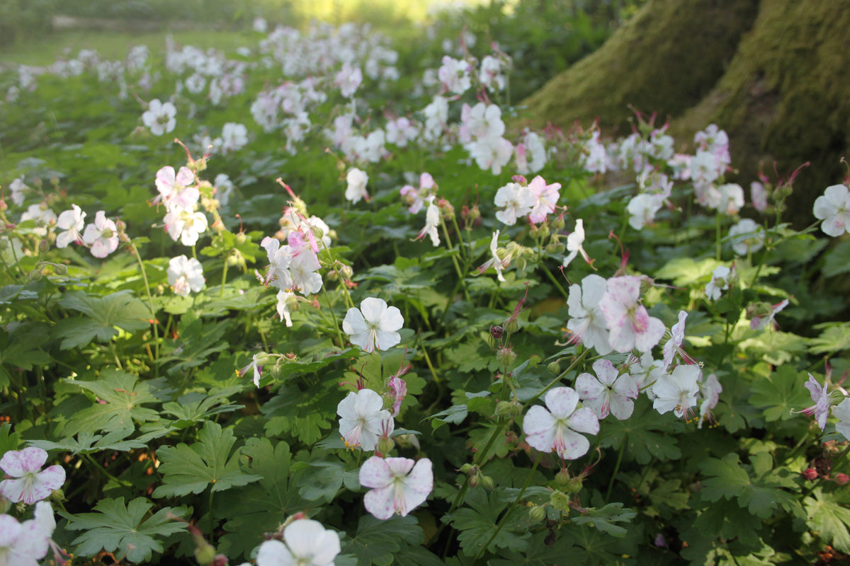 Geranium x cantabrigiense 'St Ola' – Tinnisburn Plants