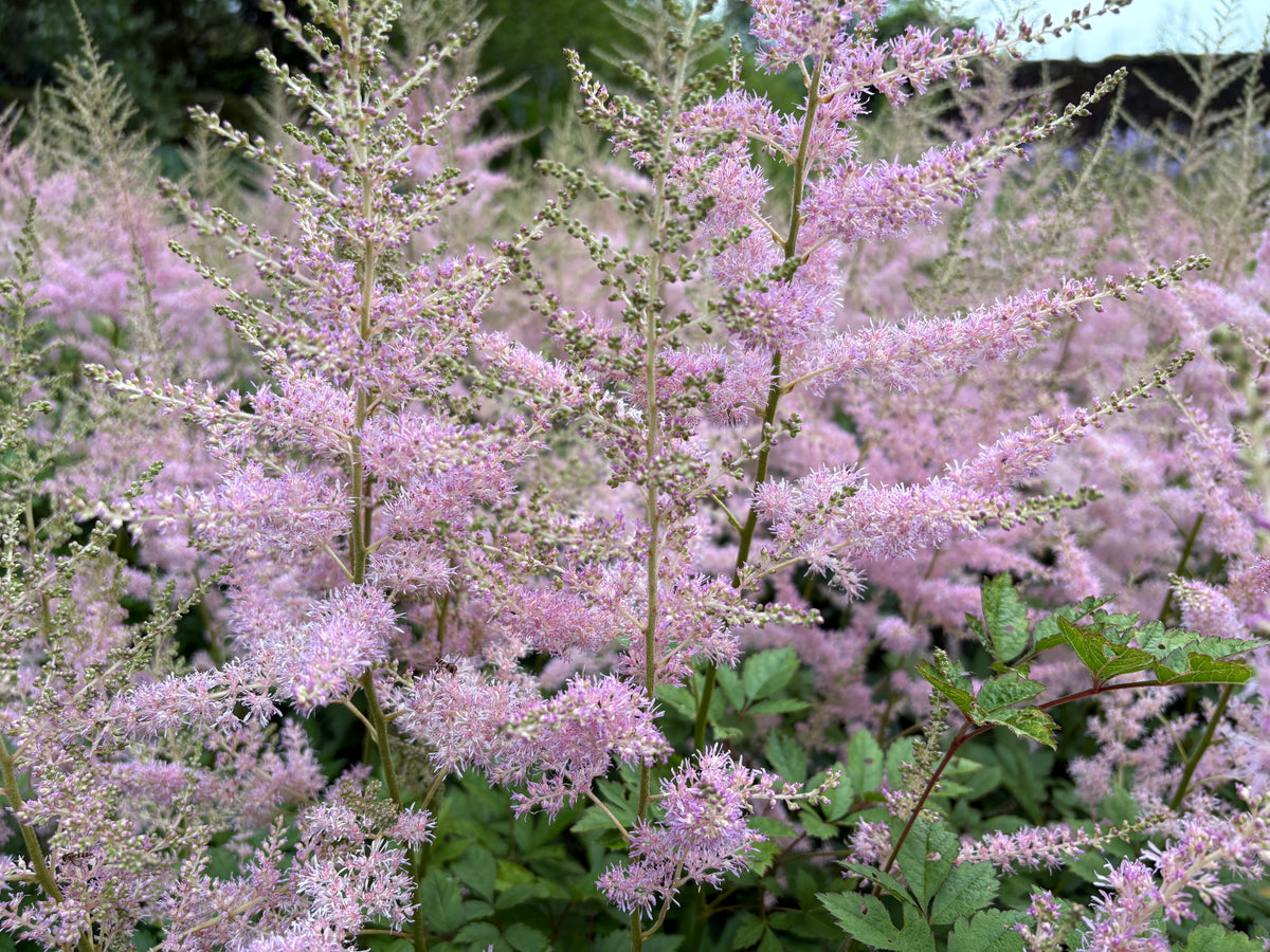 Astilbe 'Venus' (x arendsii) – Tinnisburn Plants