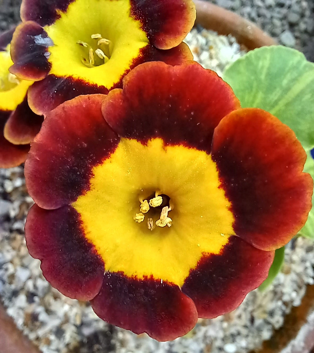 Primula auricula 'Immaculate' (Alpine) – Tinnisburn Plants