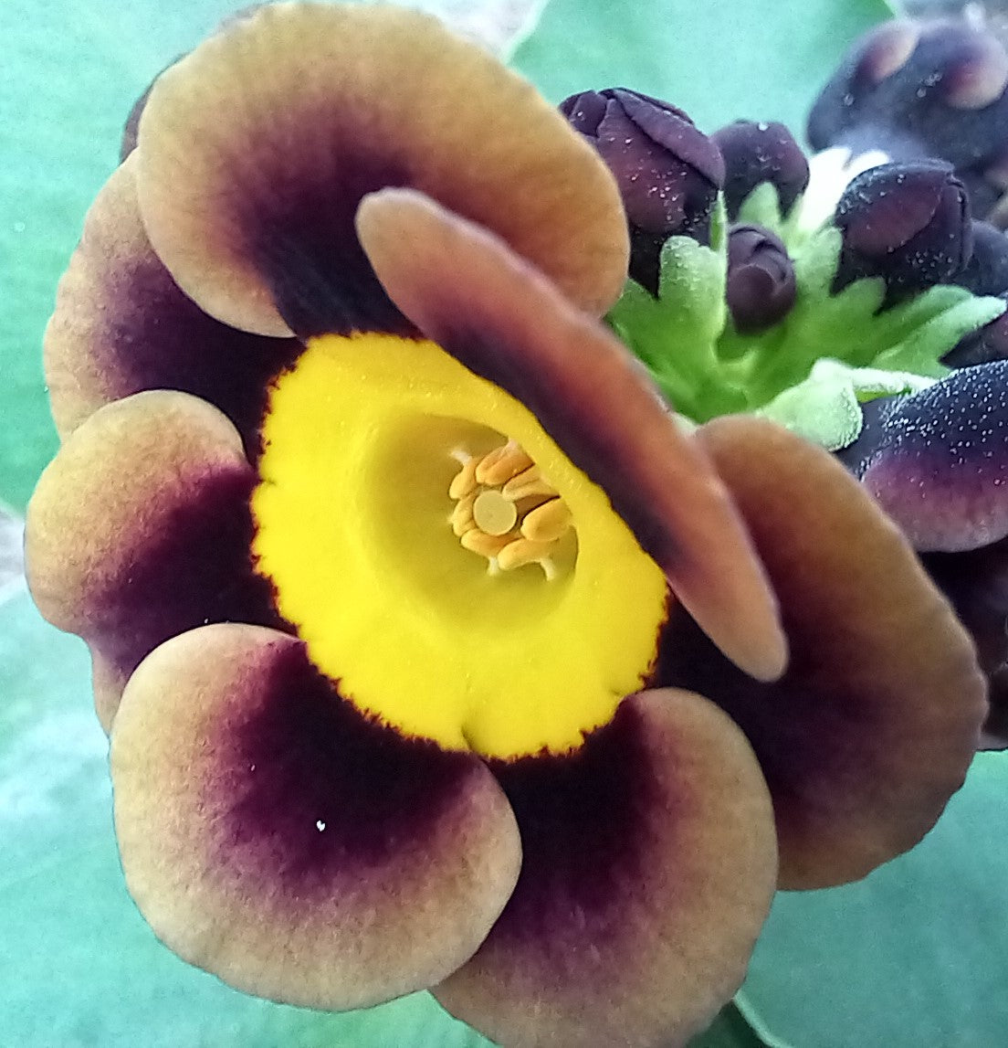 Primula auricula 'Nickity' (Alpine) – Tinnisburn Plants