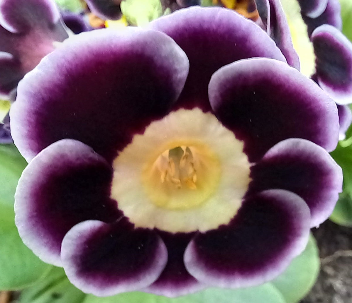 Primula auricula 'Pierot' (Alpine) – Tinnisburn Plants