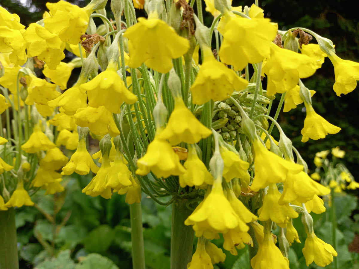 Primula sikkimensis (Sikkim cowslip) – Tinnisburn Plants