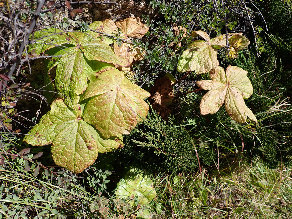 Sinopodophyllum hexandrum (Himalayan May Apple) – Tinnisburn Plants