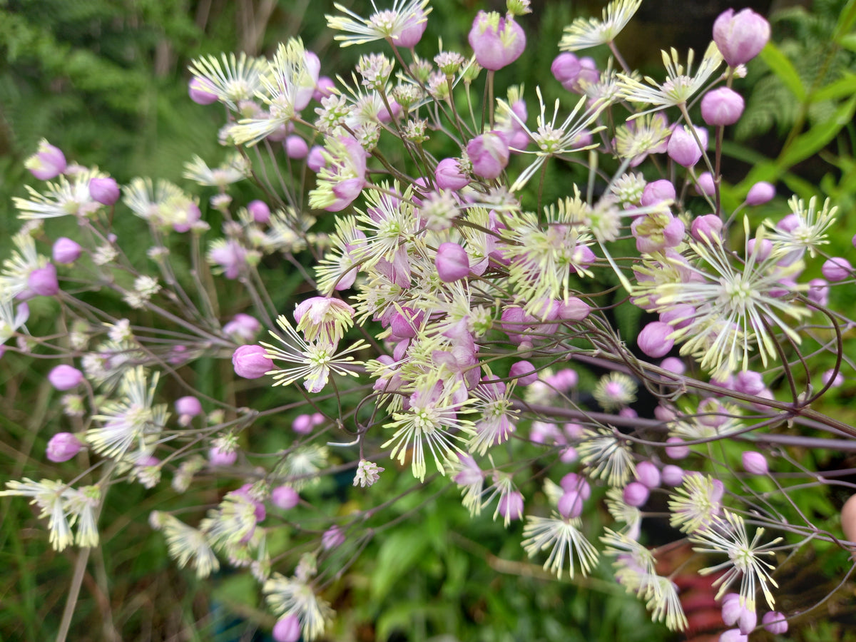 Thalictrum 'Elin' – Tinnisburn Plants
