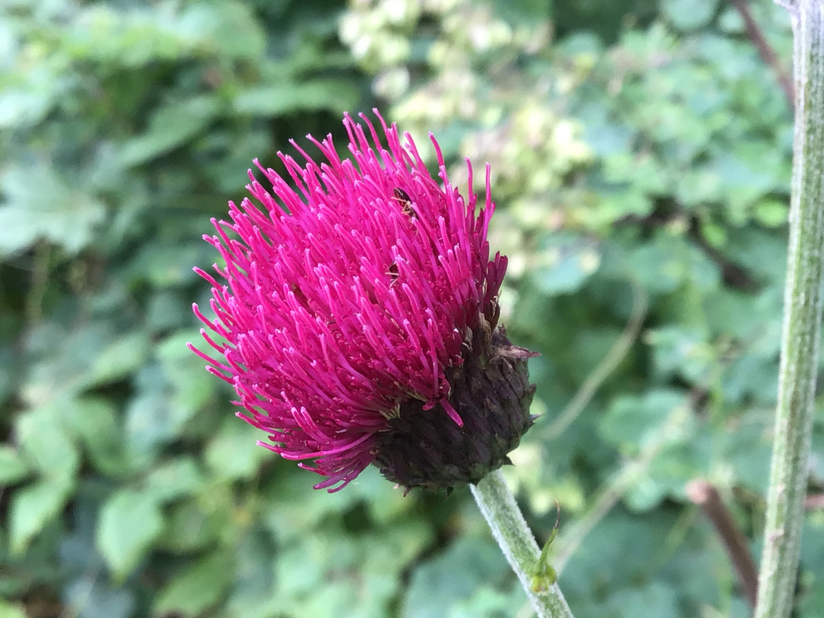Cirsium rivulare 'Atropurpureum' (Brook Thistle) – Tinnisburn Plants