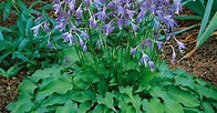 Hosta venusta – Tinnisburn Plants