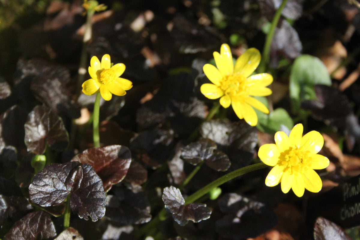 Ficaria verna 'Brazen Hussy' (formerly Ranunculus) – Tinnisburn Plants